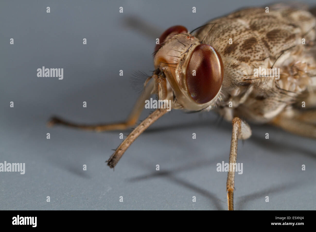 Savannah Tsetse fly (Glossina morsitans) about 15 minutes post-eclosion ...