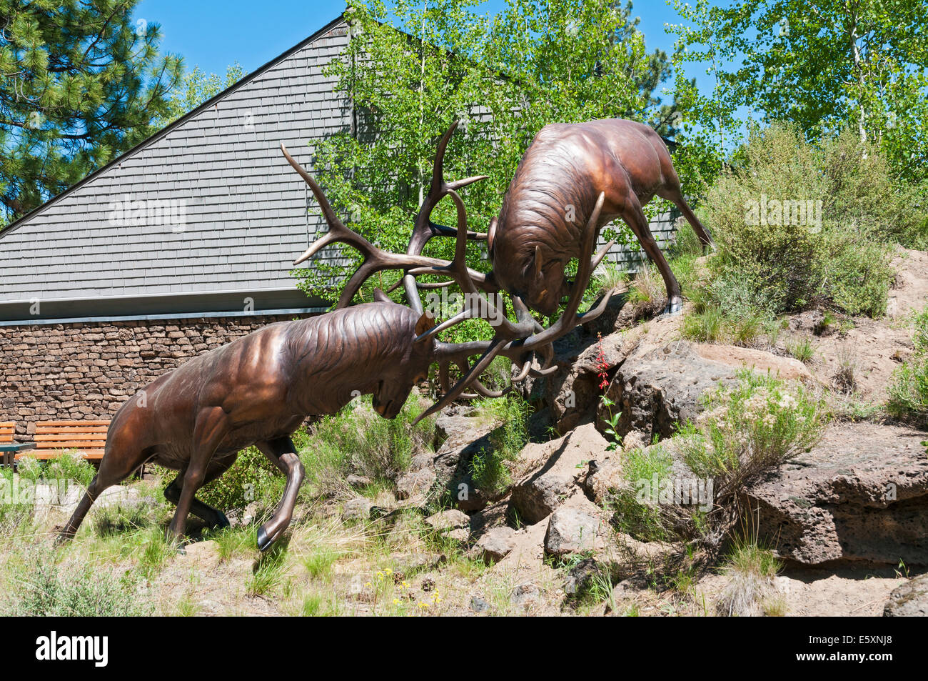 Oregon, Bend, High Desert Museum,"The Battle" elk bronze sculpture by ...