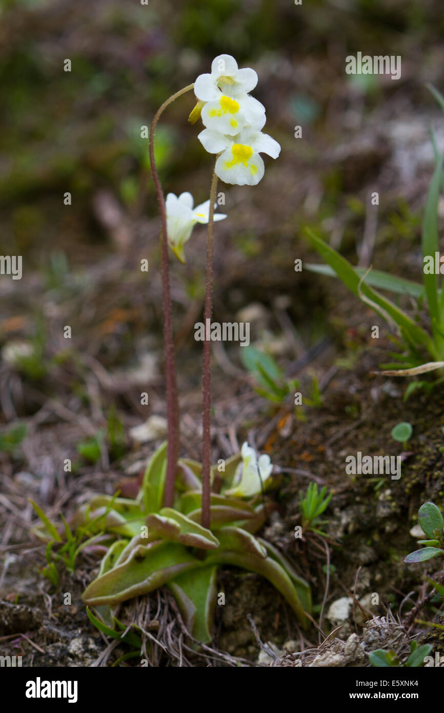 Alpine Butterwort (Pinguicula alpina) flower Stock Photo - Alamy