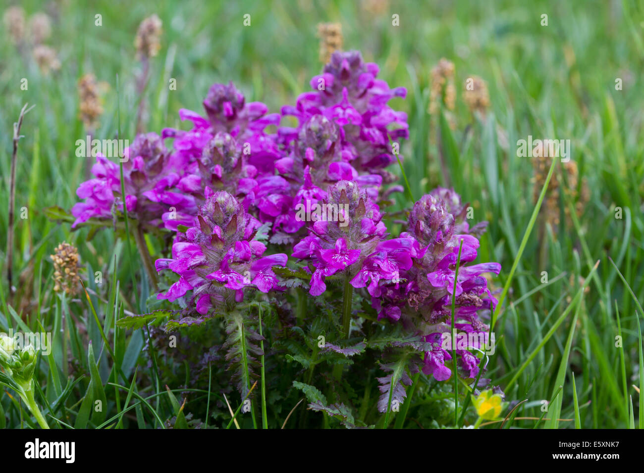 Verticillate hi-res stock photography and images - Alamy