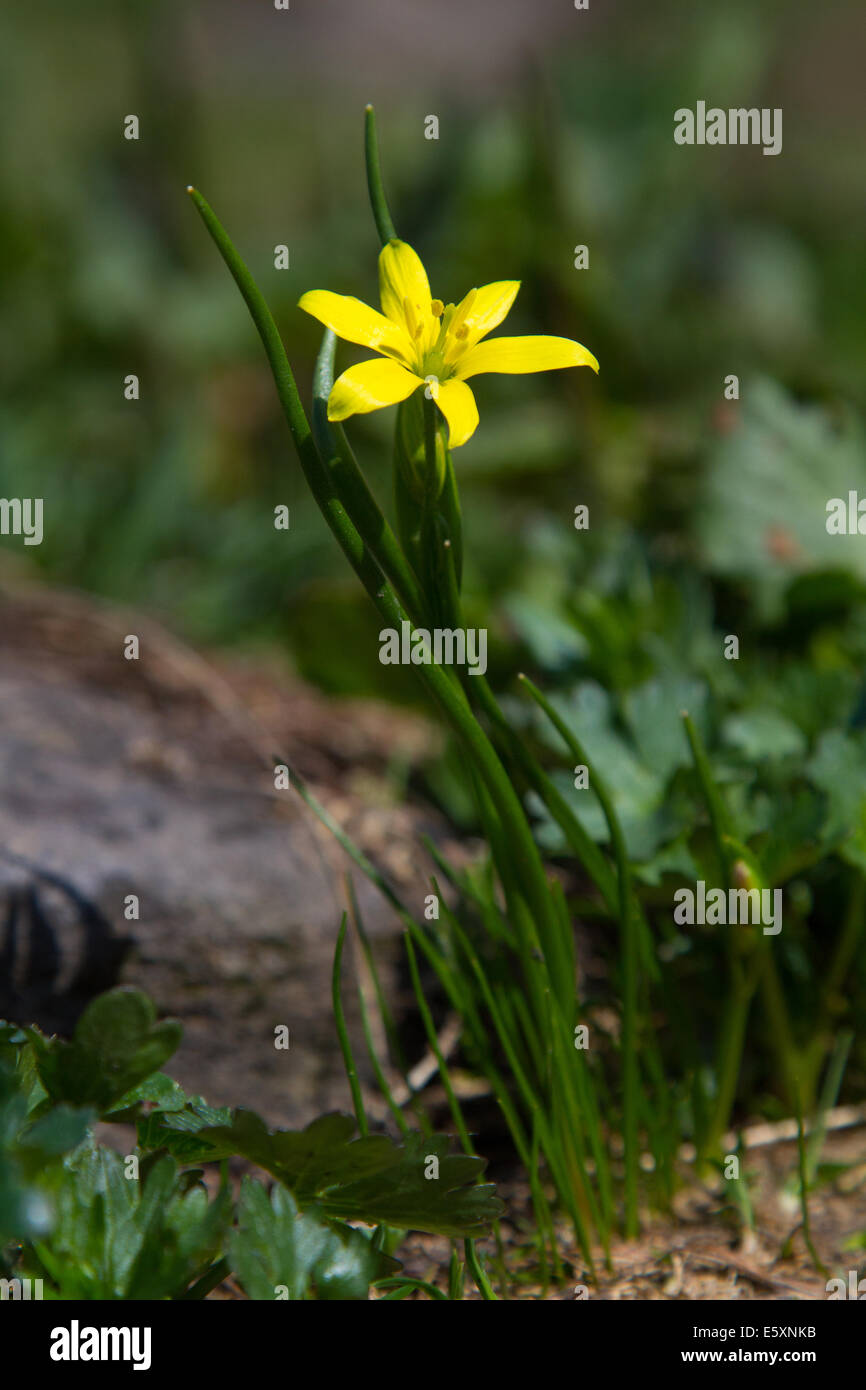 Gagea fragifera hi-res stock photography and images - Alamy