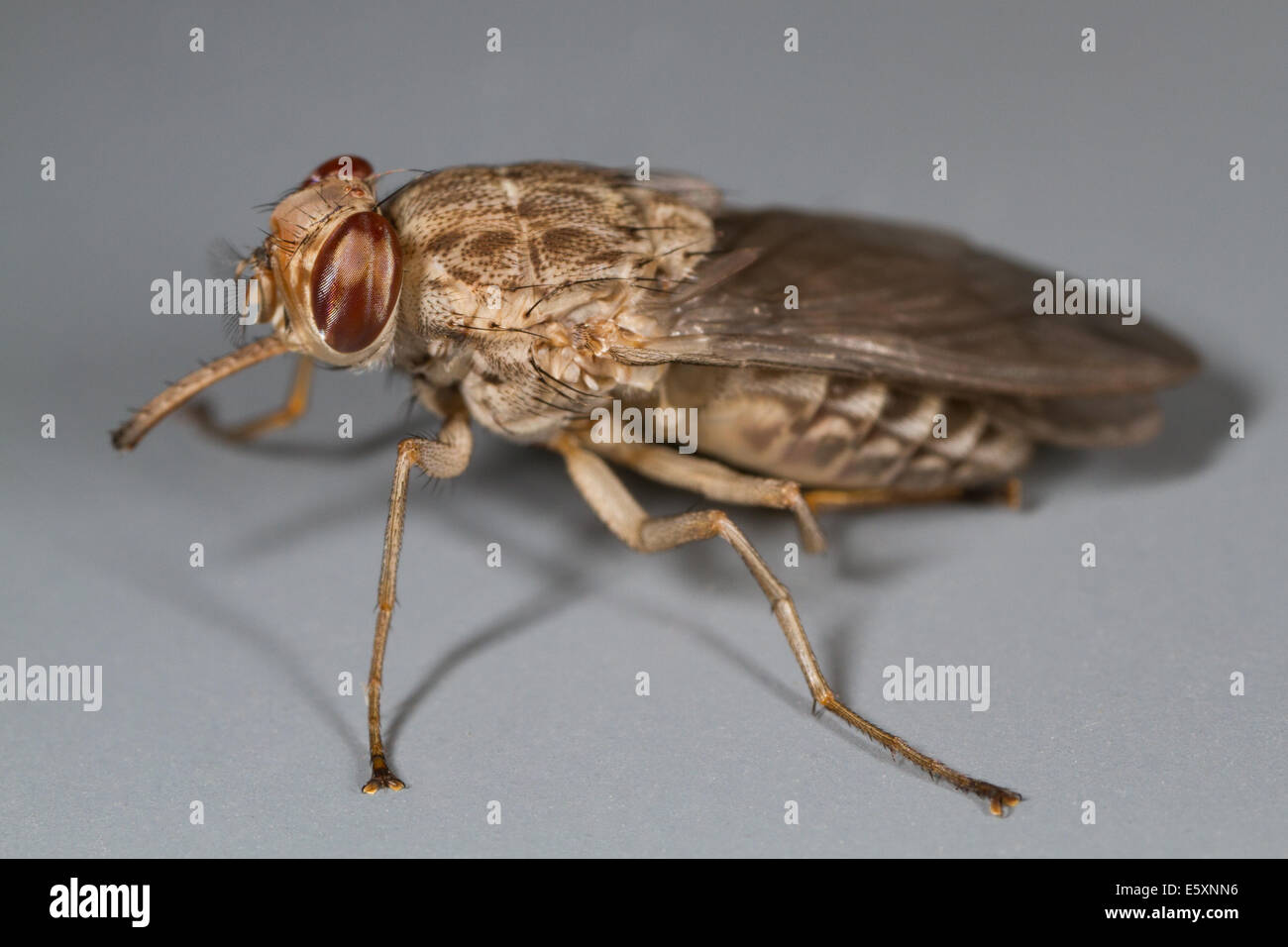 Teneral female Tsetse fly (Glossina morsitans morsitans) about 15 ...