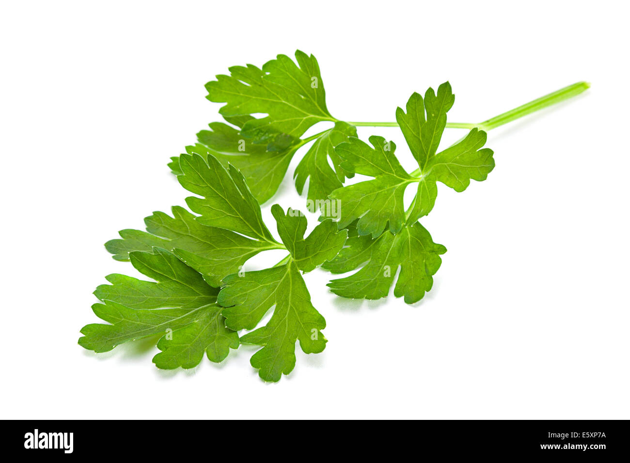 Parsley aromatic herb isolated on white Stock Photo - Alamy