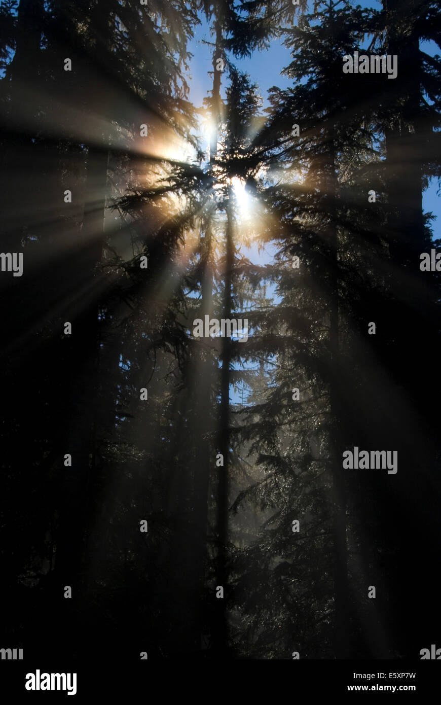 Fir forest with sunrays and sunburst, Deschutes National Forest, Oregon ...