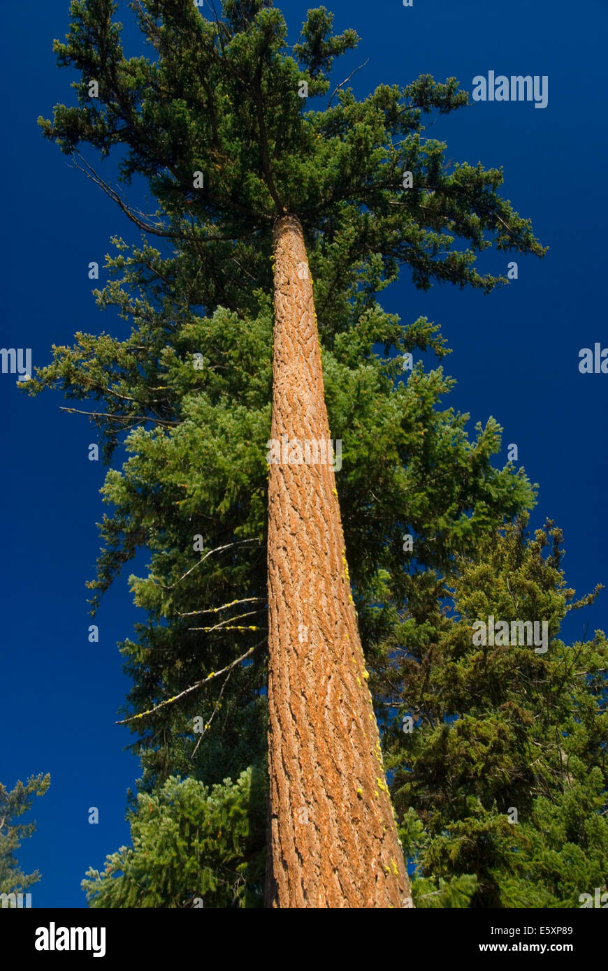 Douglas fir, Deschutes National Forest, Oregon Stock Photo - Alamy