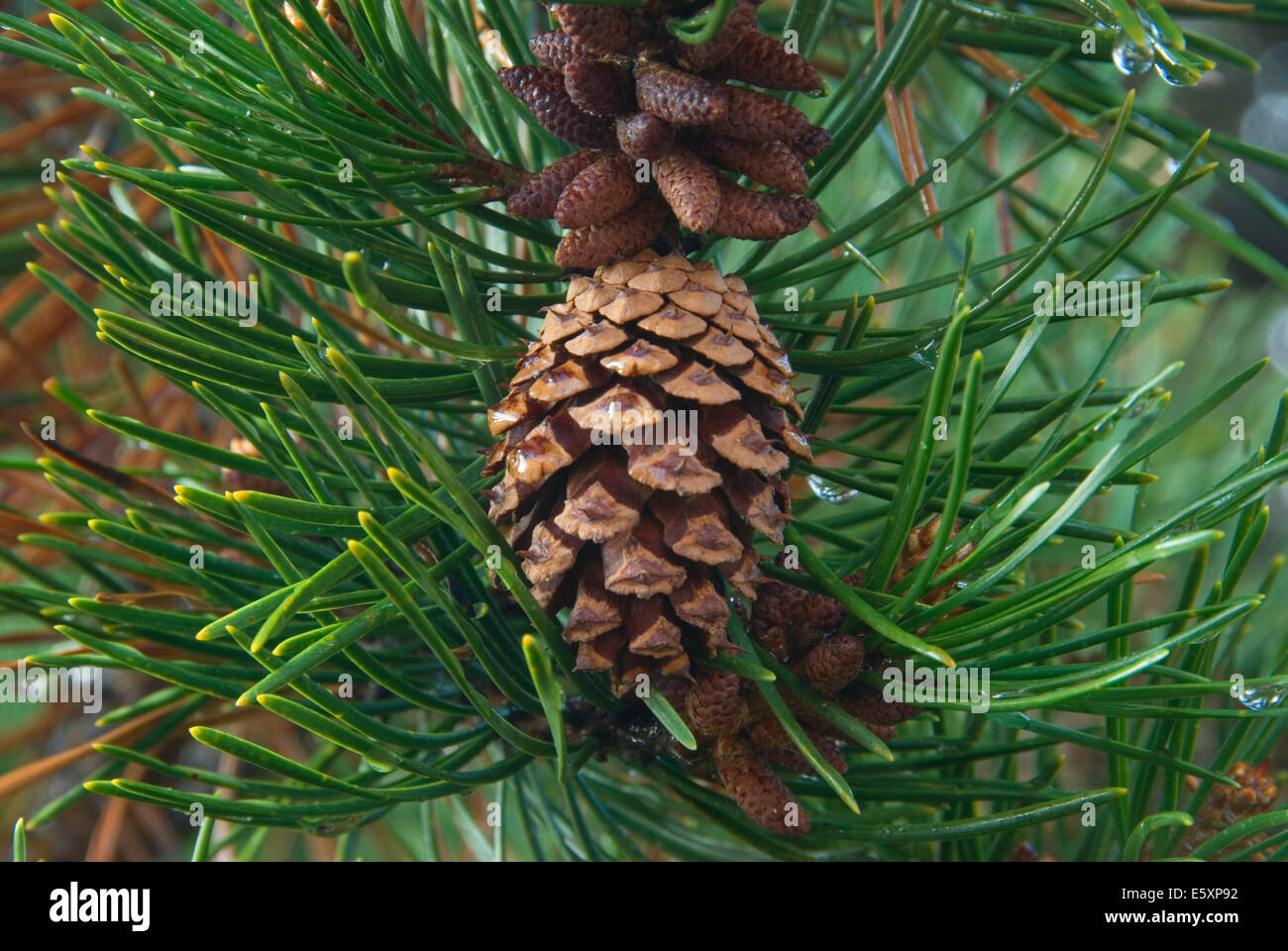 Lodgepole pinecone (Pinus contorta), Crescent Creek Wild and Scenic ...