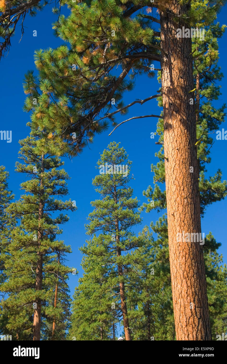 Old growth ponderosa pine trees hi-res stock photography and images - Alamy
