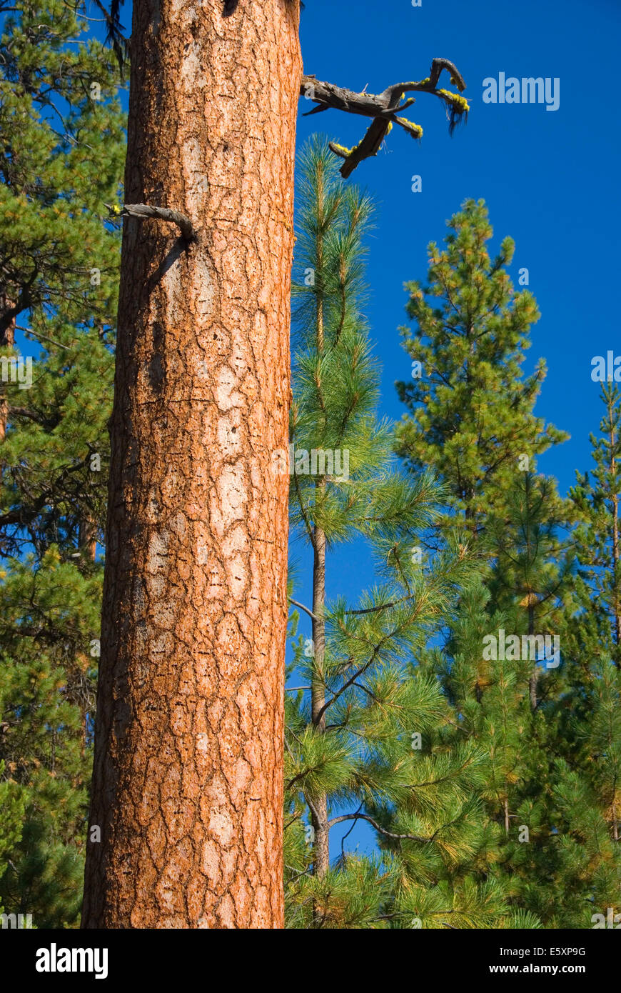 Old growth ponderosa pine trees hi-res stock photography and images - Alamy