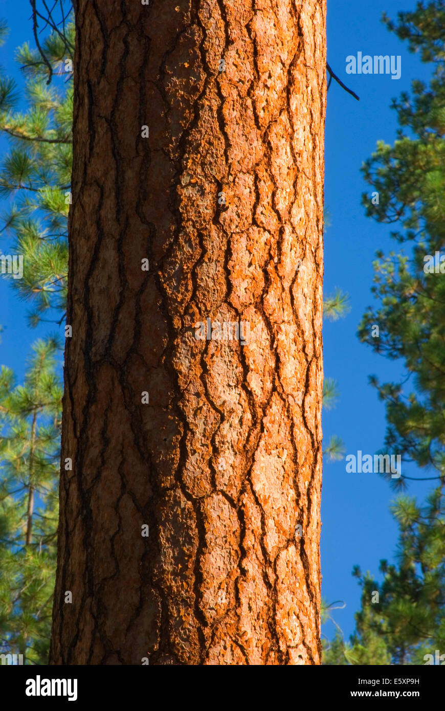 Ponderosa pine forest, Deschutes National Forest, Oregon Stock Photo ...