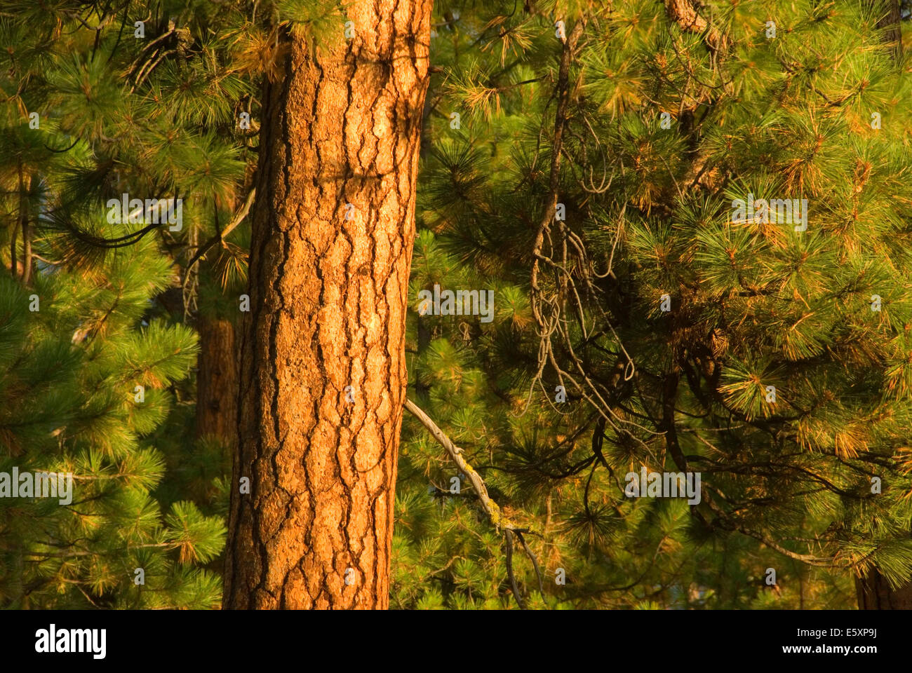 Old growth ponderosa pine trees hi-res stock photography and images - Alamy