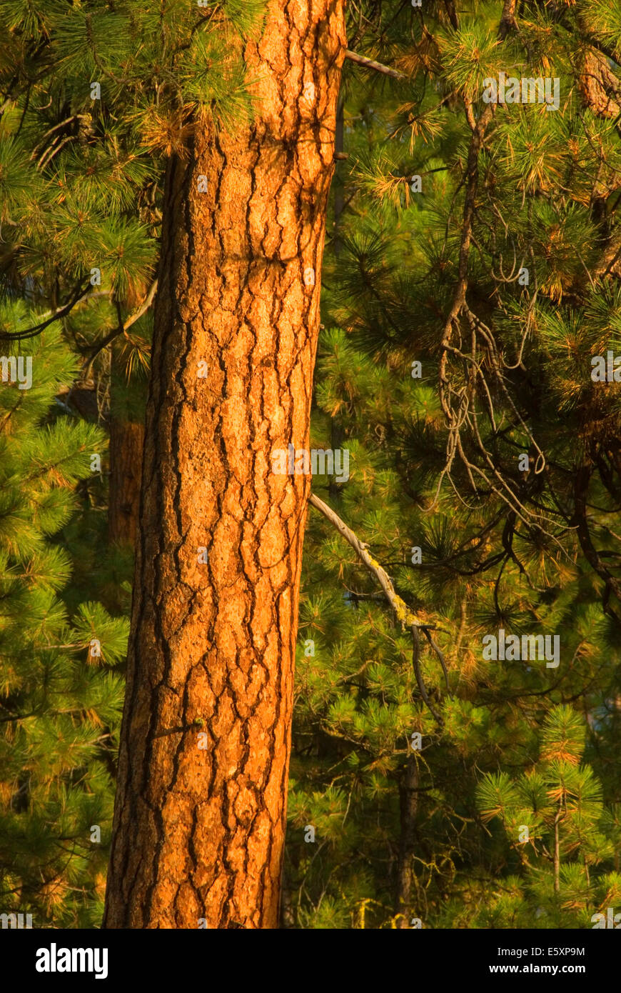 Old growth ponderosa pine trees hi-res stock photography and images - Alamy