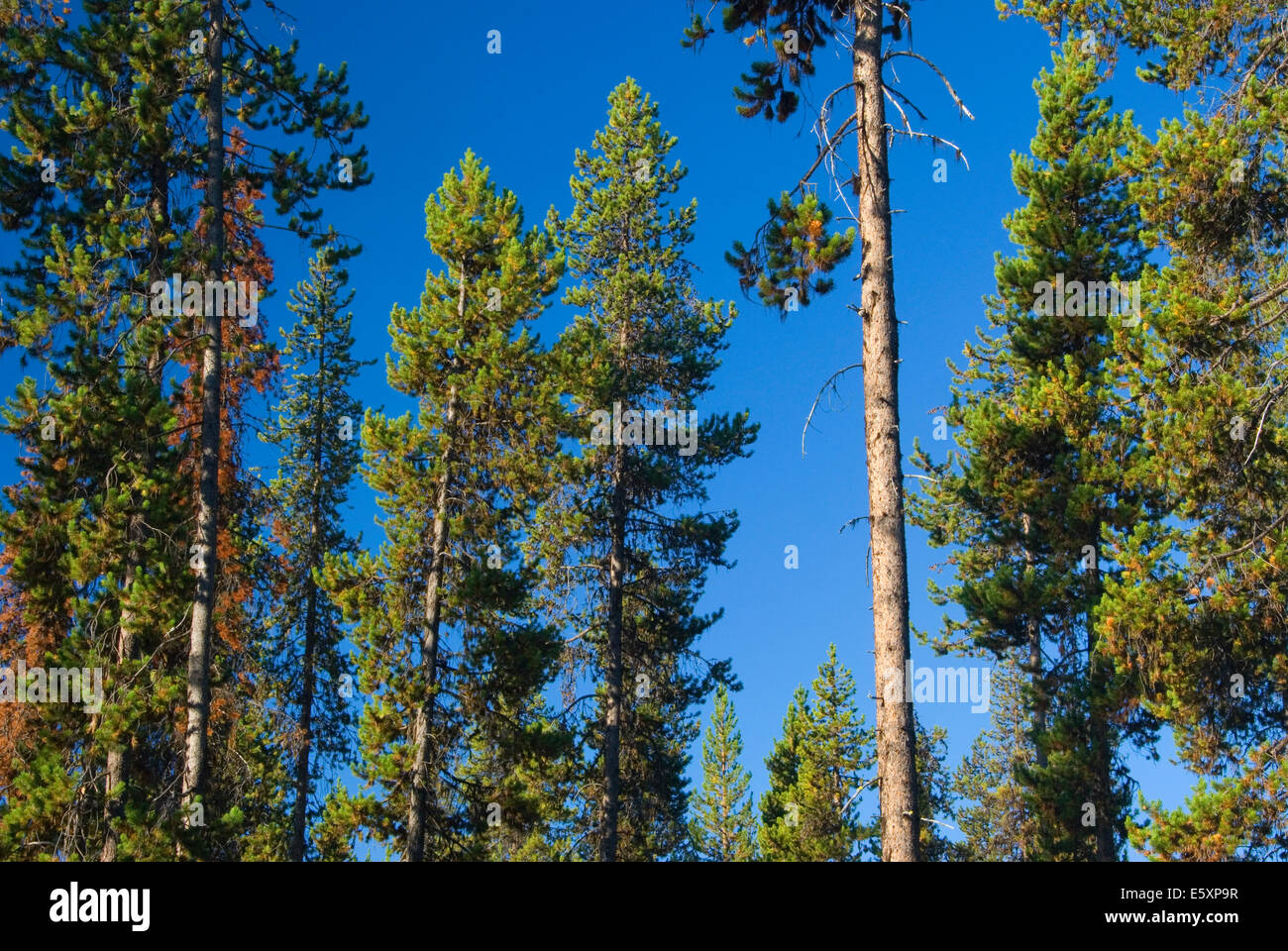 Deschutes national scenic byway hi-res stock photography and images - Alamy