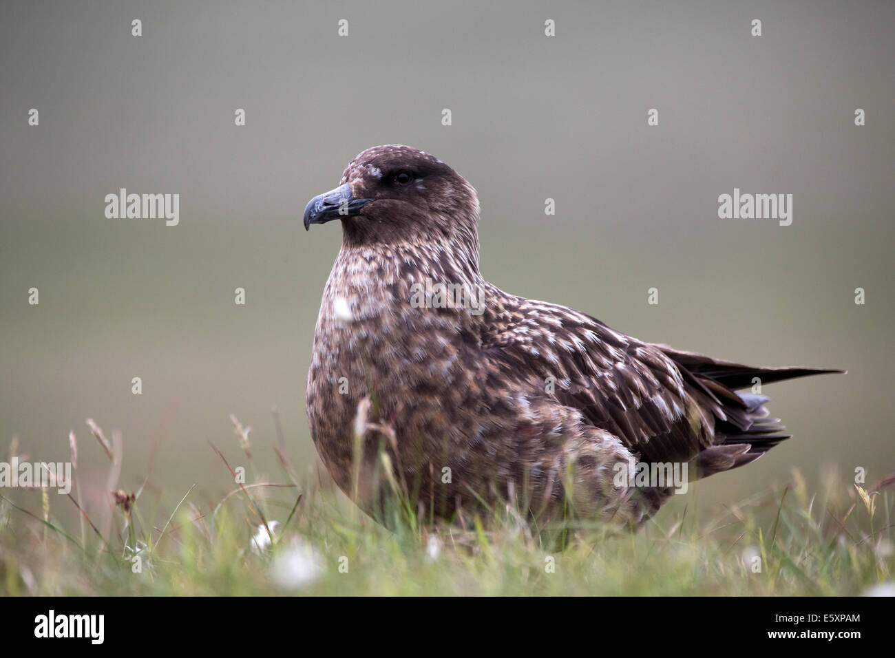 Great Skua, Stercorarius skua in grass Stock Photo - Alamy