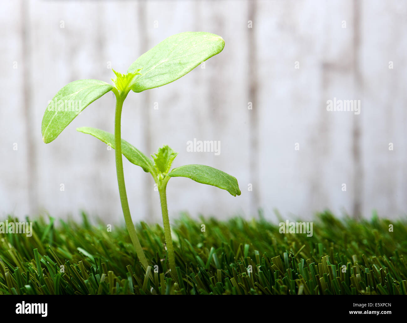 two new small sprout in the green grass Stock Photo - Alamy