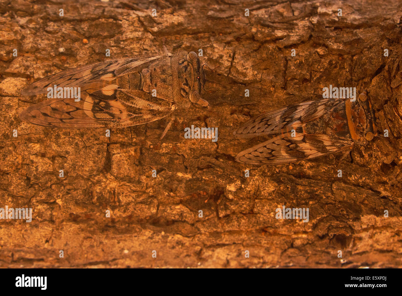 cicadas on a tree Stock Photo - Alamy