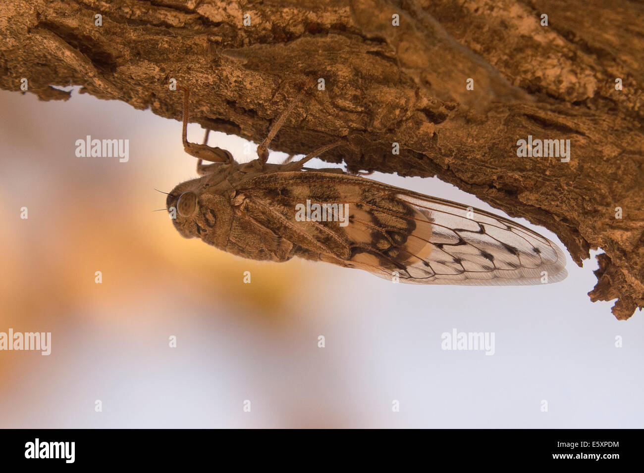 Indian cicada hi-res stock photography and images - Alamy