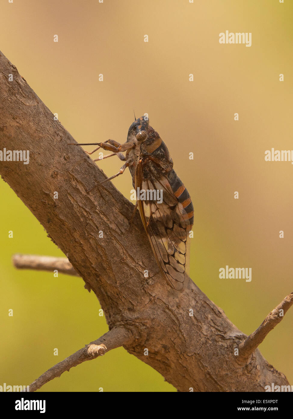 cicada on a branch Stock Photo - Alamy