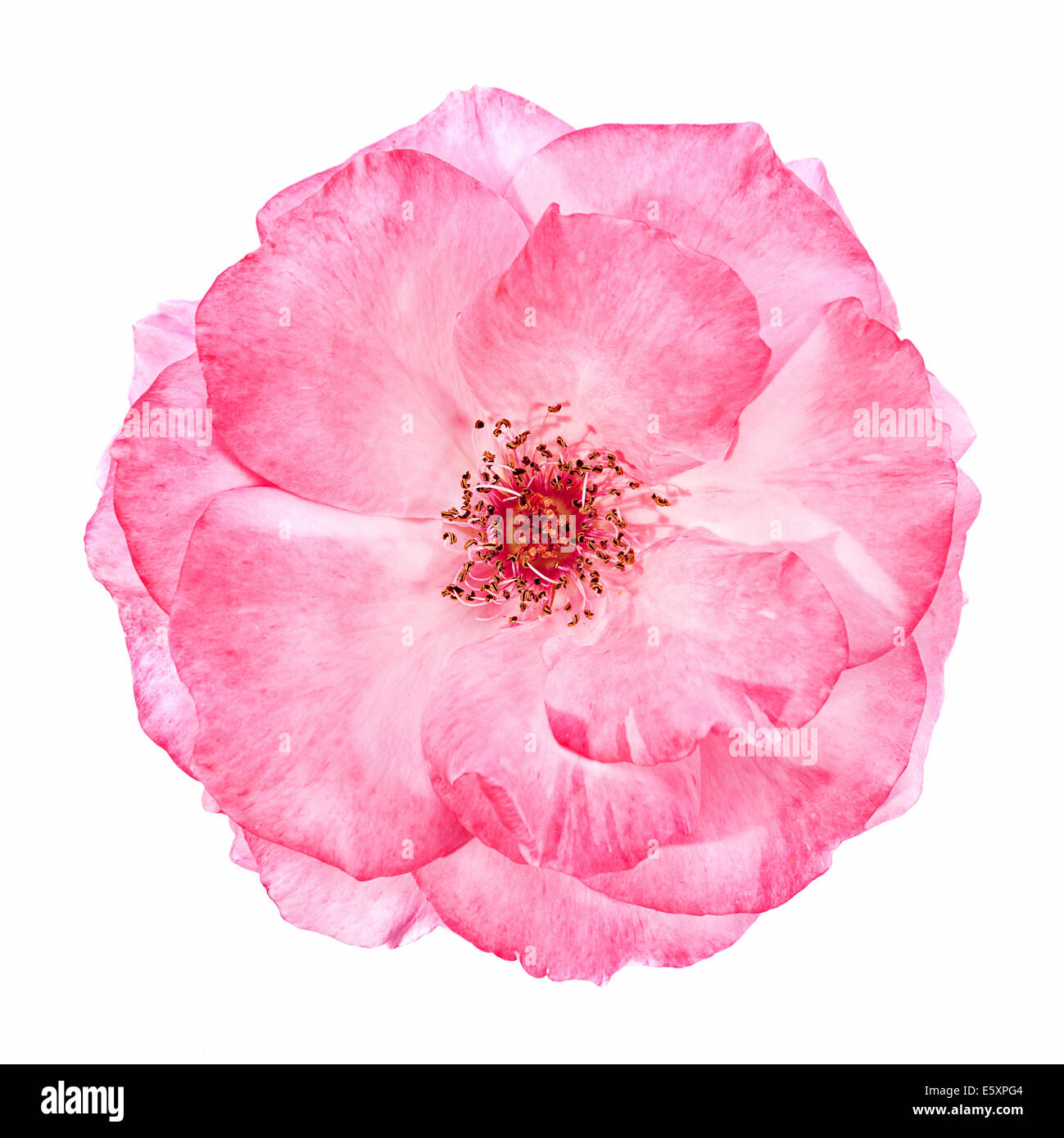 Wild pink rose head closeup isolated on white Stock Photo - Alamy