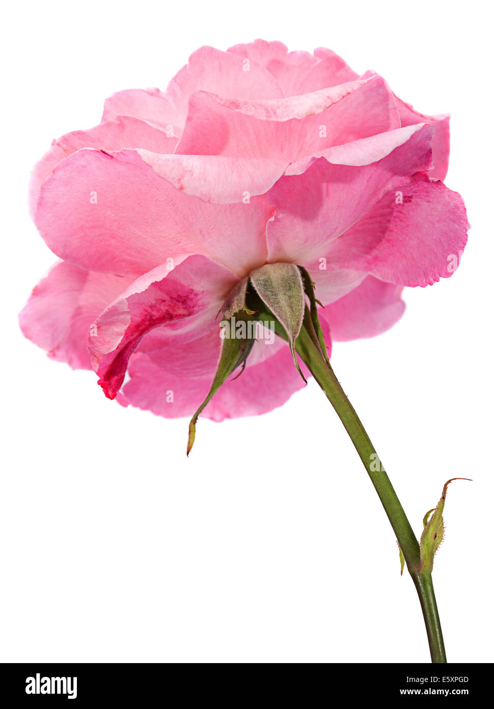 Wild pink rose head closeup isolated on white Stock Photo - Alamy