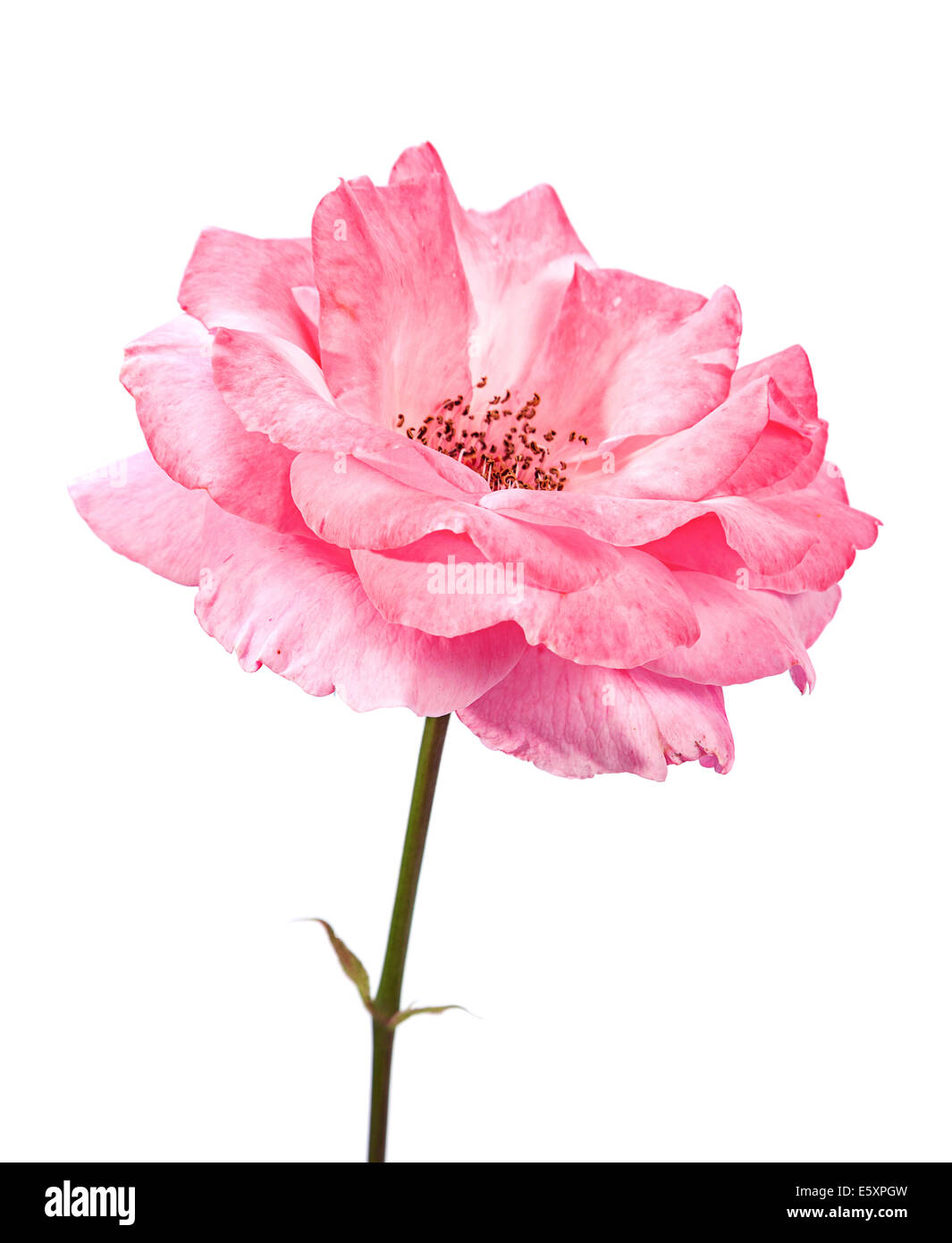 Wild pink rose head closeup isolated on white Stock Photo - Alamy