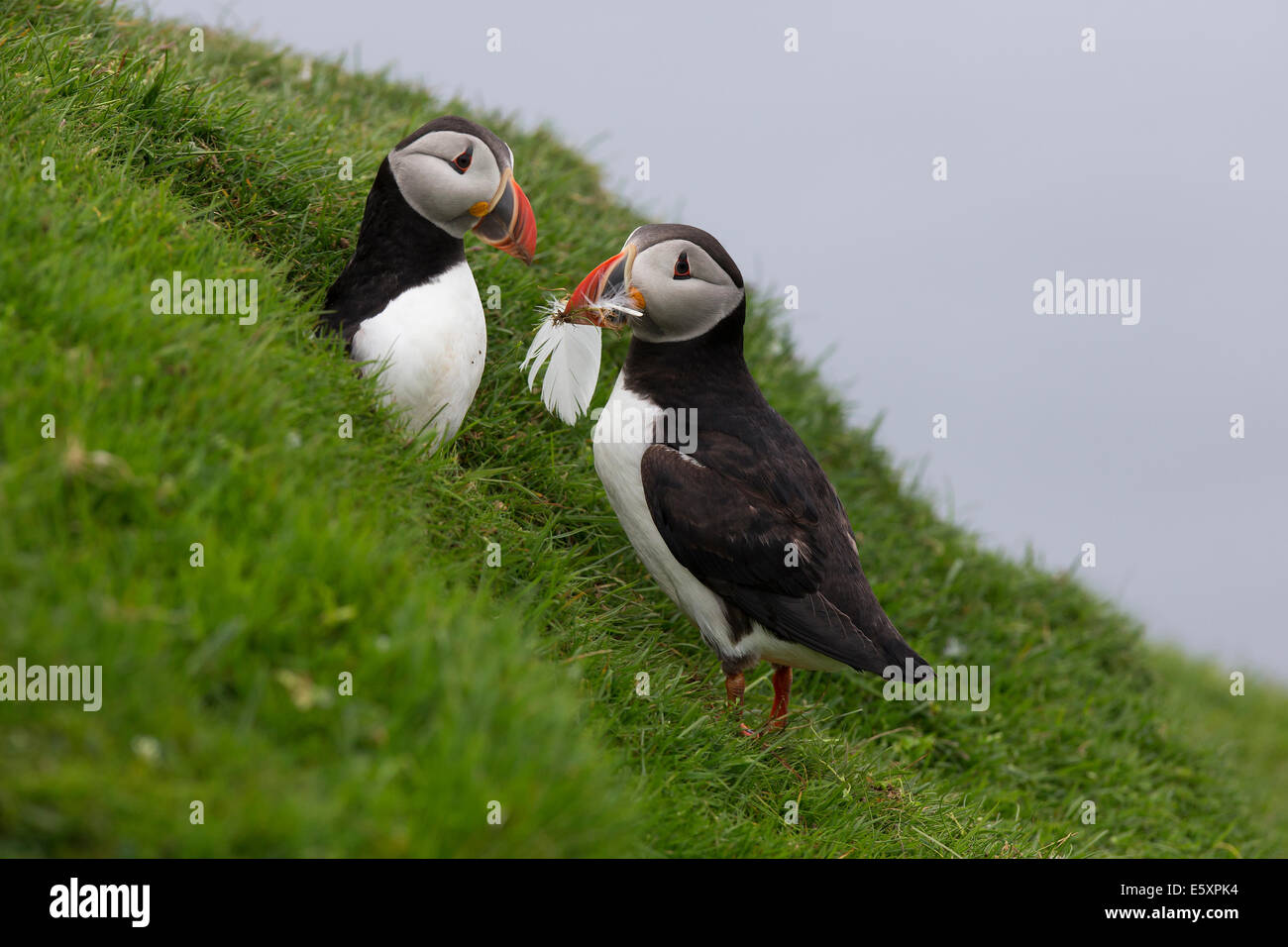 Puffin, Fratercula collecting nesting materials Stock Photo - Alamy