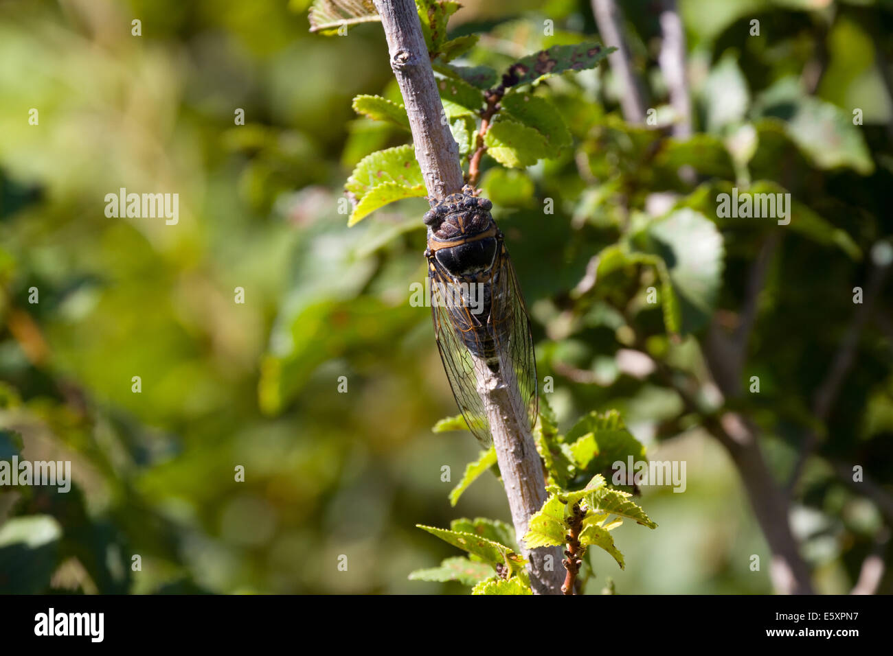 Corfu insect hi-res stock photography and images - Alamy