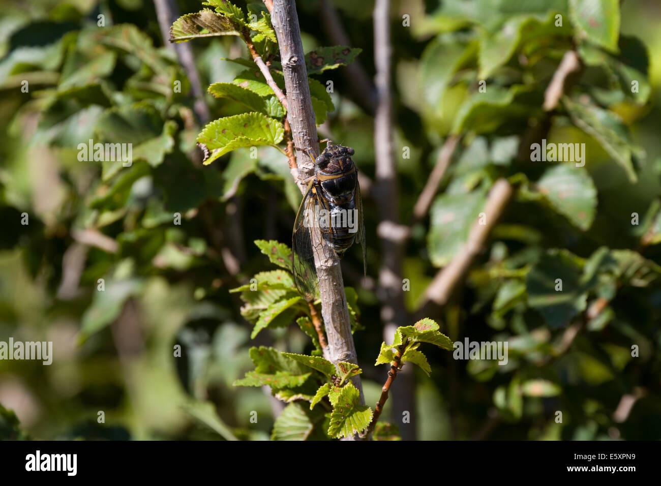 Corfu insect hi-res stock photography and images - Alamy