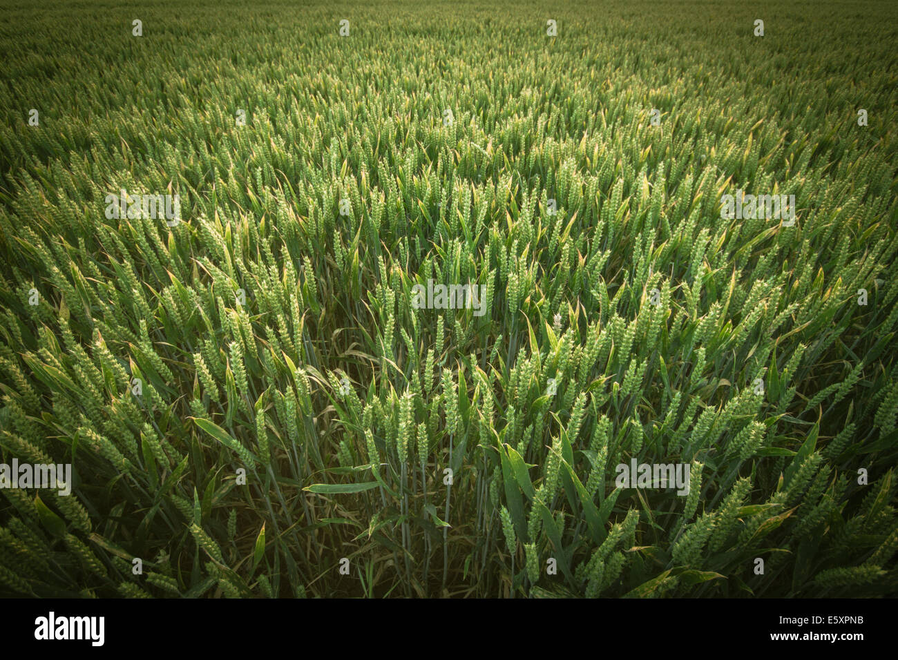 Late season crops hi-res stock photography and images - Alamy