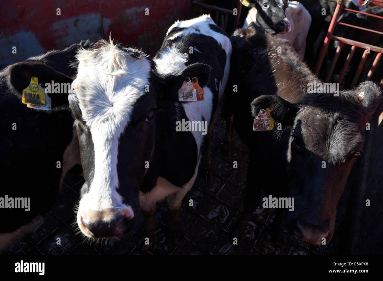 Cattle Ship Stock Photos & Cattle Ship Stock Images - Alamy