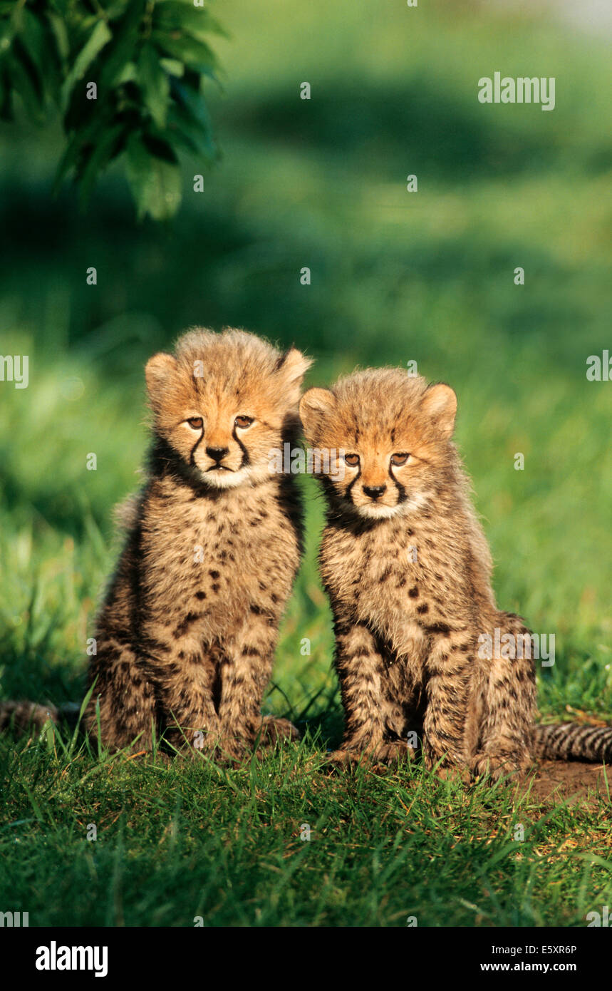 Cheetah (Acinonyx jubatus) cubs, native to Africa, captive, Germany ...