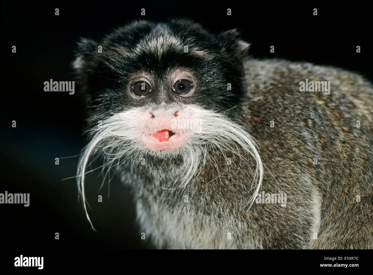 Emperor Tamarin (Saguinus imperator), native to South America, captive ...