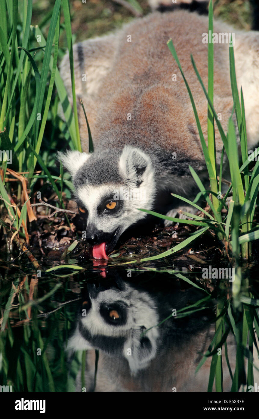 Ring-tailed Lemur (Lemur catta) drinking, native to Madagascar, captive ...