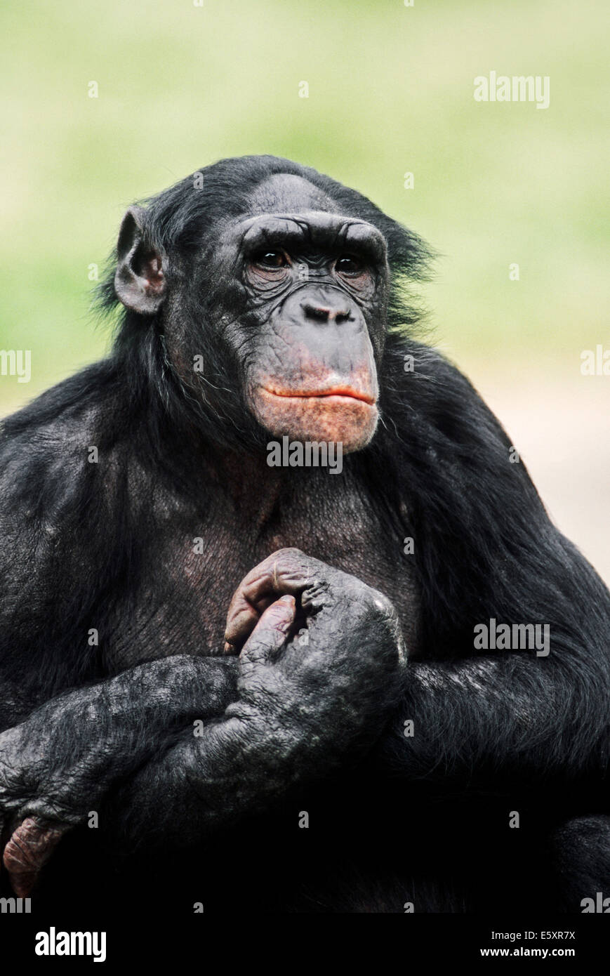 Bonobo (Pan paniscus), native to Africa, captive, Germany Stock Photo ...