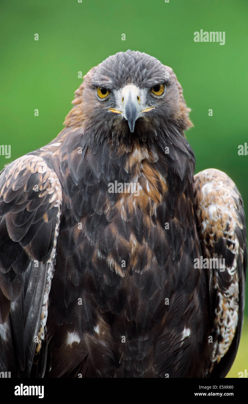 Golden Eagle (Aquila chrysaetos), captive, Germany Stock Photo - Alamy