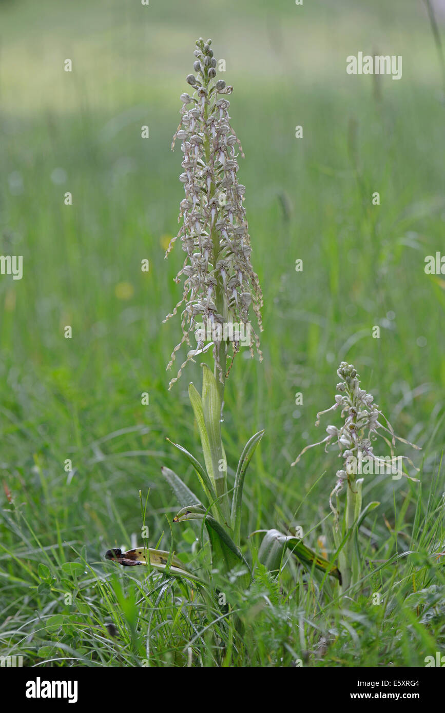Lizard Orchid (Himantoglossum hircinum), Baden-Württemberg, Germany ...