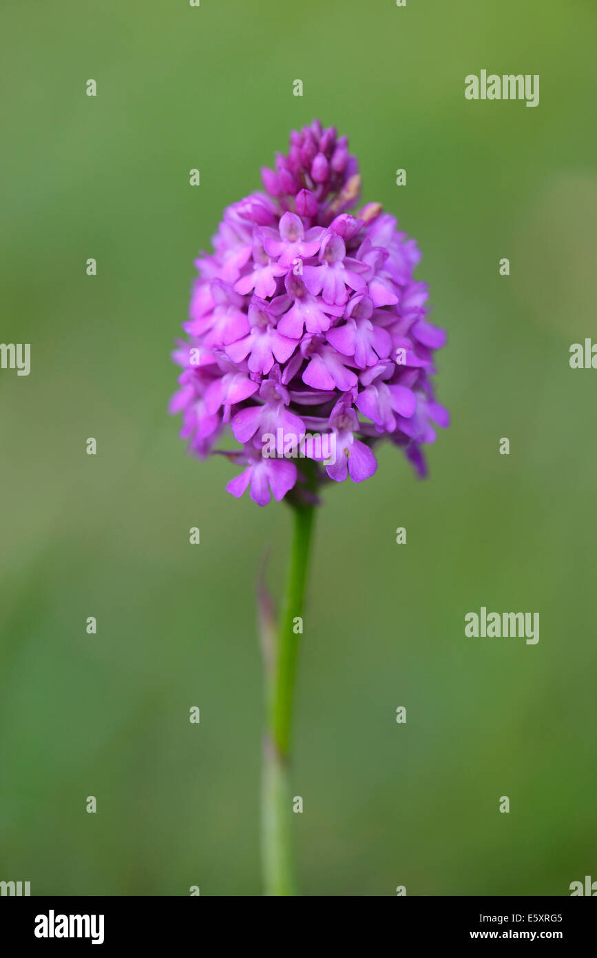 Pyramid Orchid (Anacamptis pyramidalis), Baden-Württemberg, Germany ...