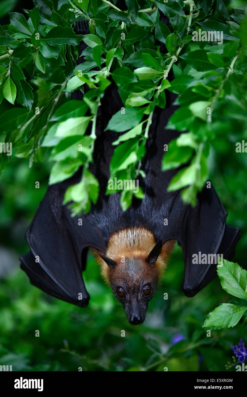 Flying Fox (Pteropus sp.), on a tree, native to Southeast Asia, captive ...