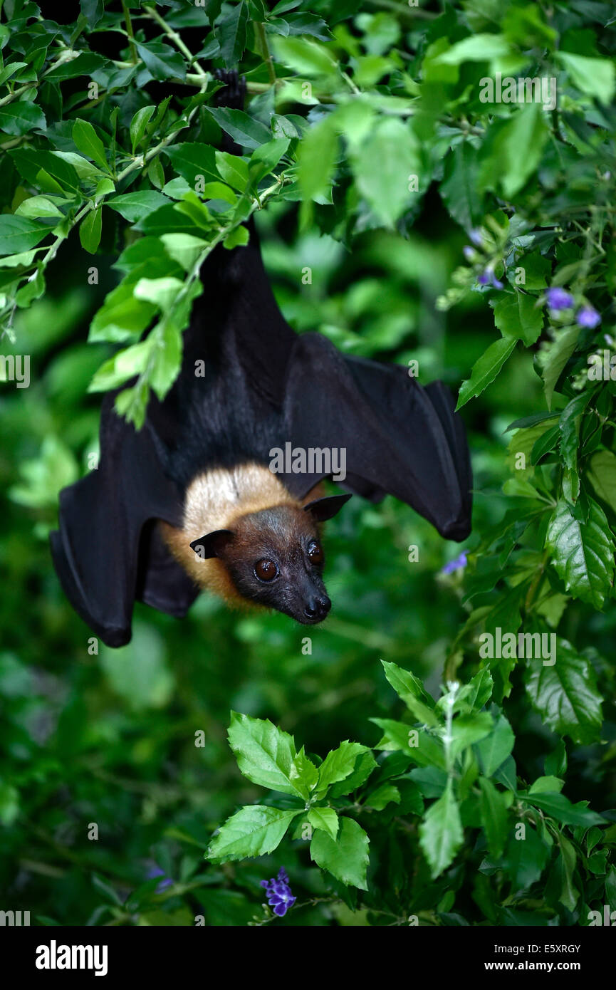 Flying Fox (Pteropus sp.), on a tree, native to Southeast Asia, captive ...