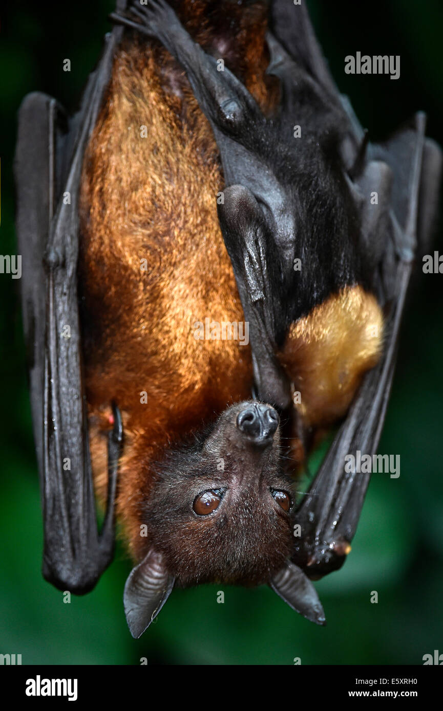 Flying Fox (Pteropus sp.), adult with two young, 2 weeks, native to ...