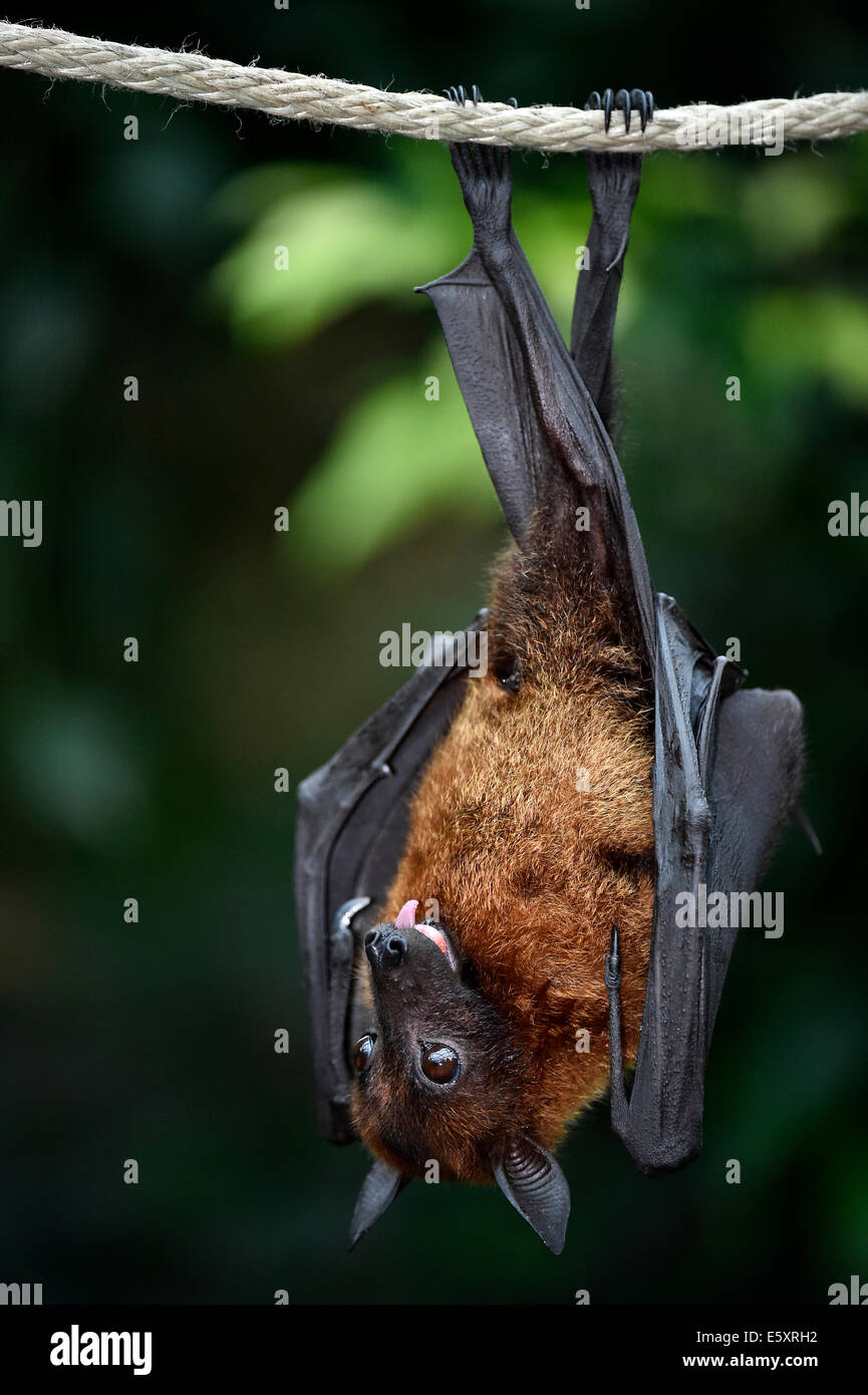 Flying Fox (Pteropus sp.), native to Southeast Asia, captive, Baden ...