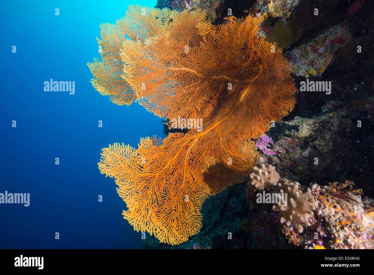 Giant Sea Fan, Gorgonian Fan Coral (Annella mollis, Syn Subergorgia ...