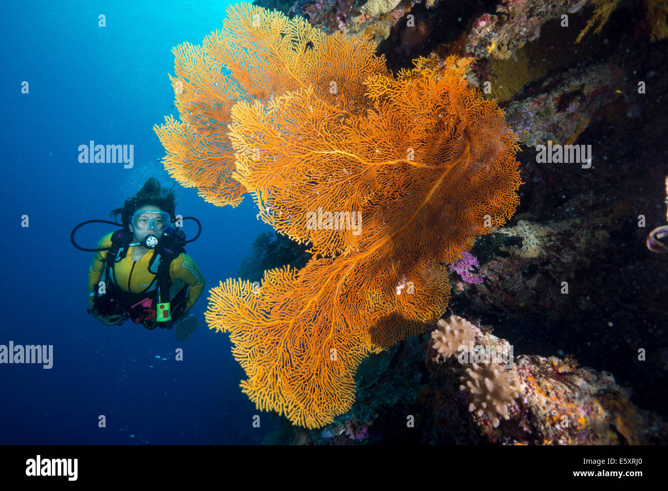 Scuba diver behind a Giant Sea Fan, Gorgonian Fan Coral (Annella mollis ...