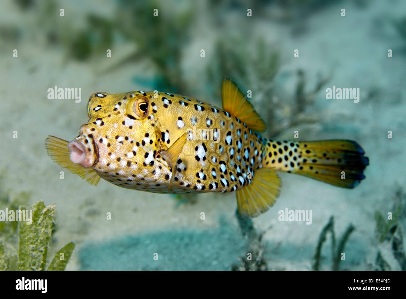 Yellow Boxfish or Cube Trunkfish (Ostracion cubicus) on seagrass ...
