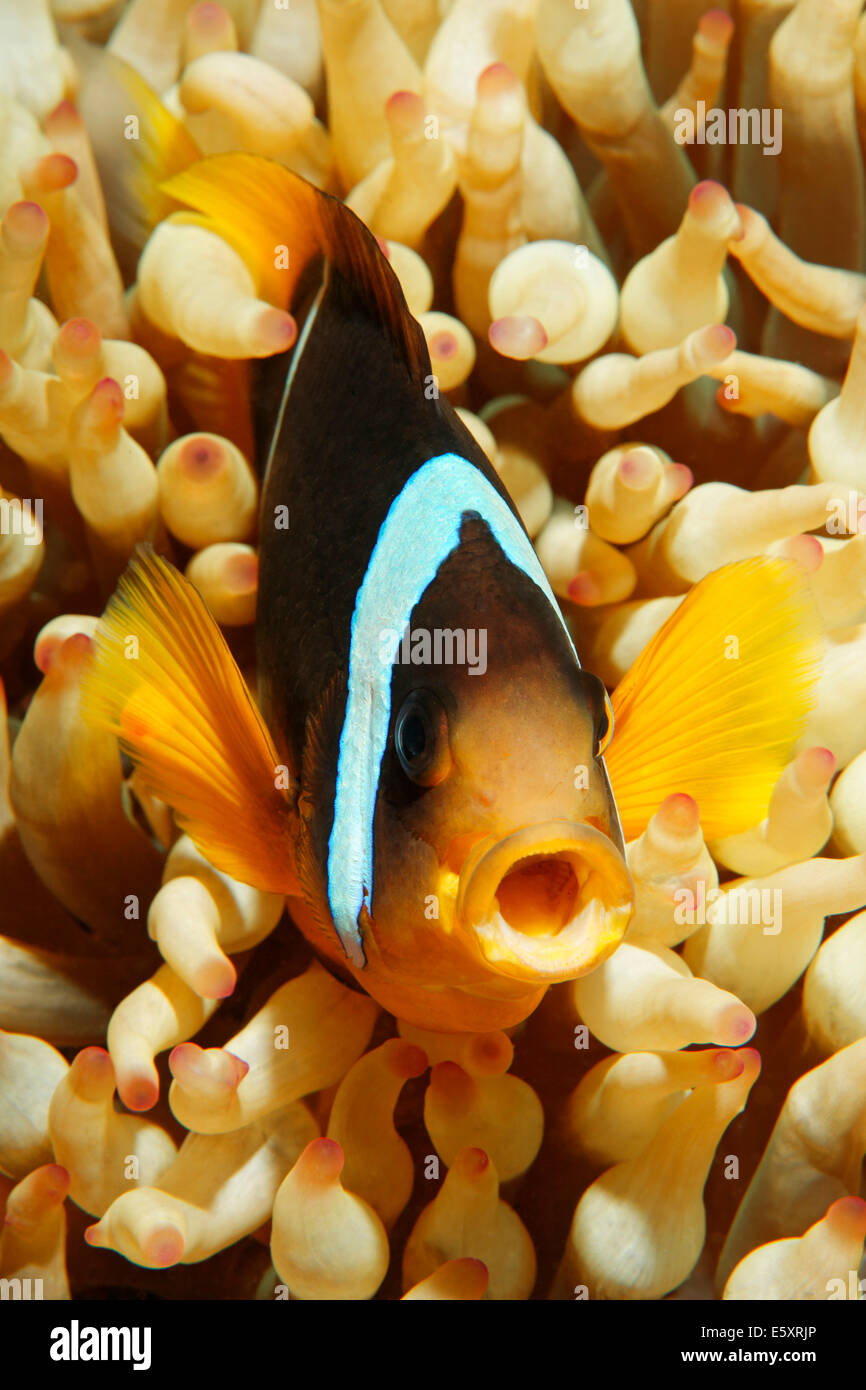 Two-banded Anemonefish or Red Sea Clownfish (Amphiprion bicinctus) with ...