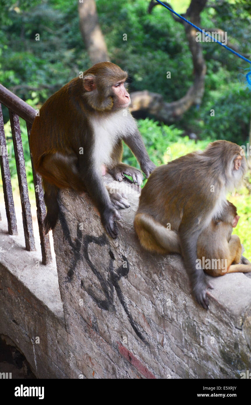 Monkey in Swayambhunath Temple or Monkey Temple Stock Photo - Alamy