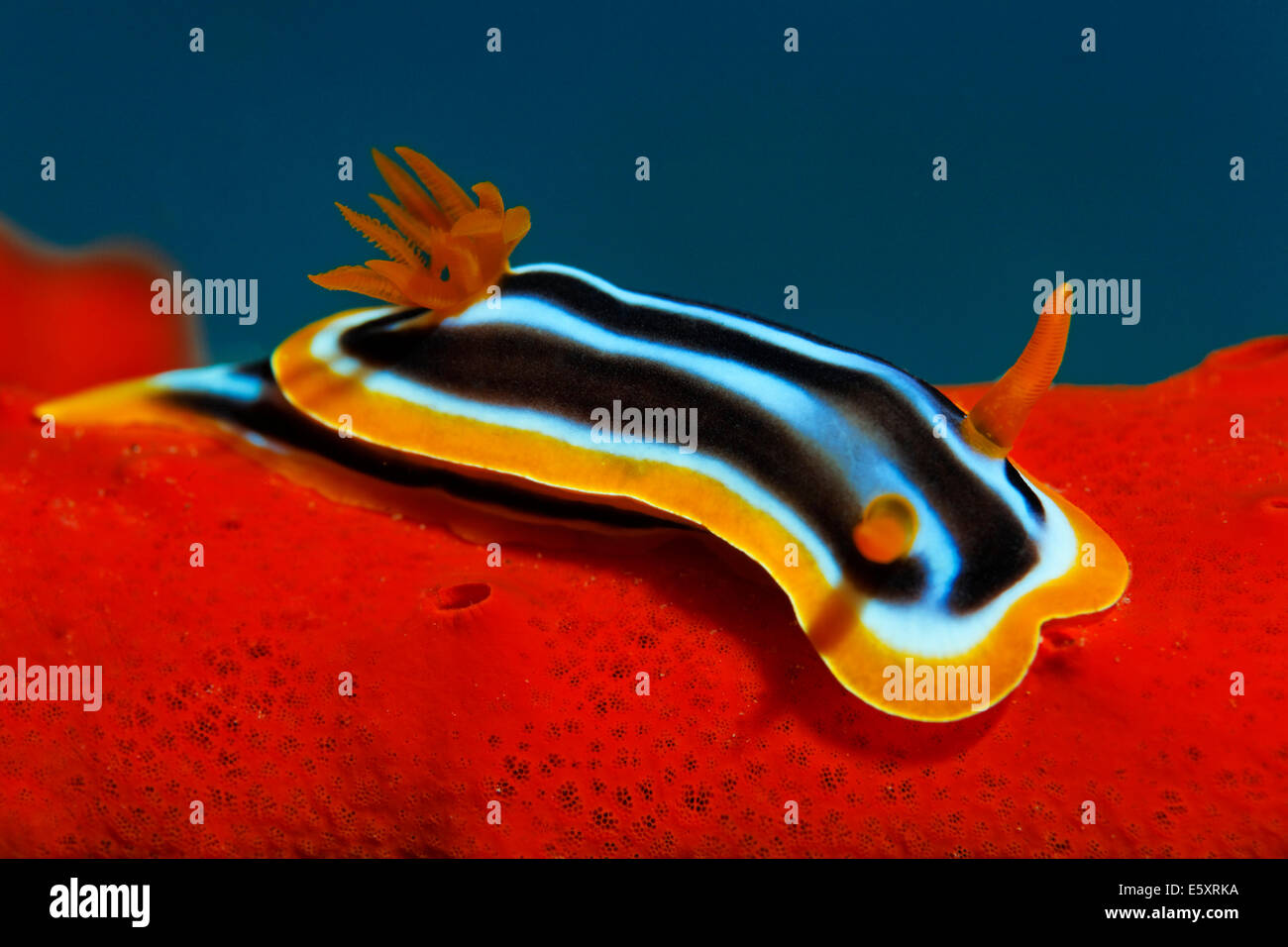 Fire Sponge High Resolution Stock Photography and Images - Alamy