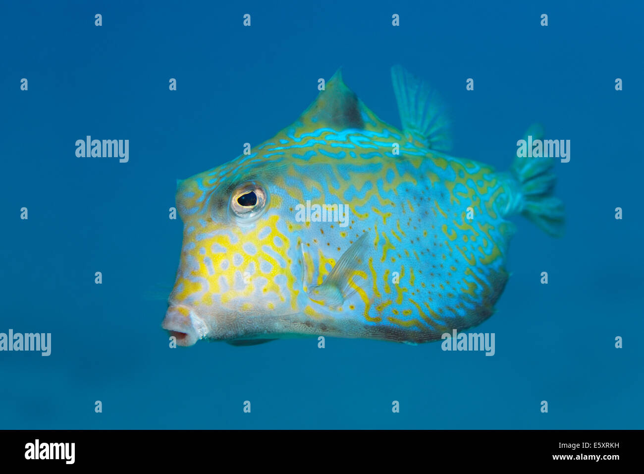 Humpback turretfish (Tetrosomus gibbosus), Makadi Bay, Red Sea ...