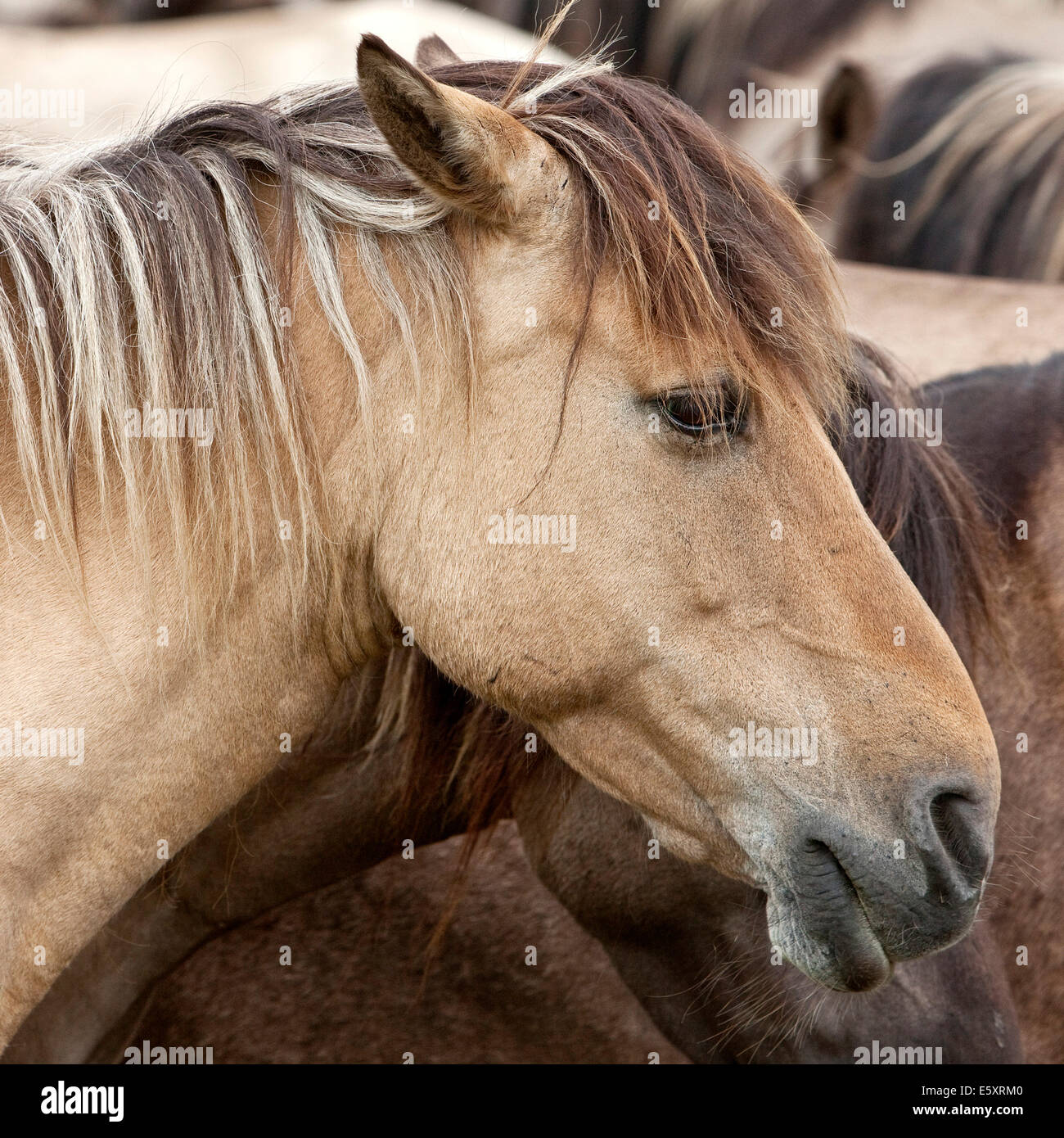 Dulmen pony hi-res stock photography and images - Alamy