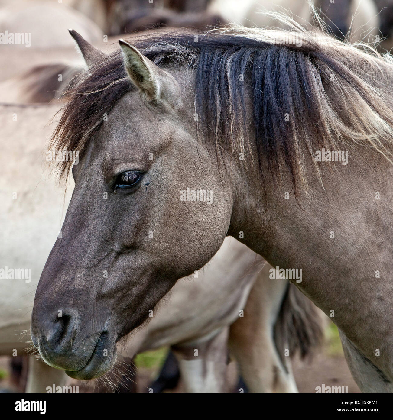 Dulmen pony hi-res stock photography and images - Alamy