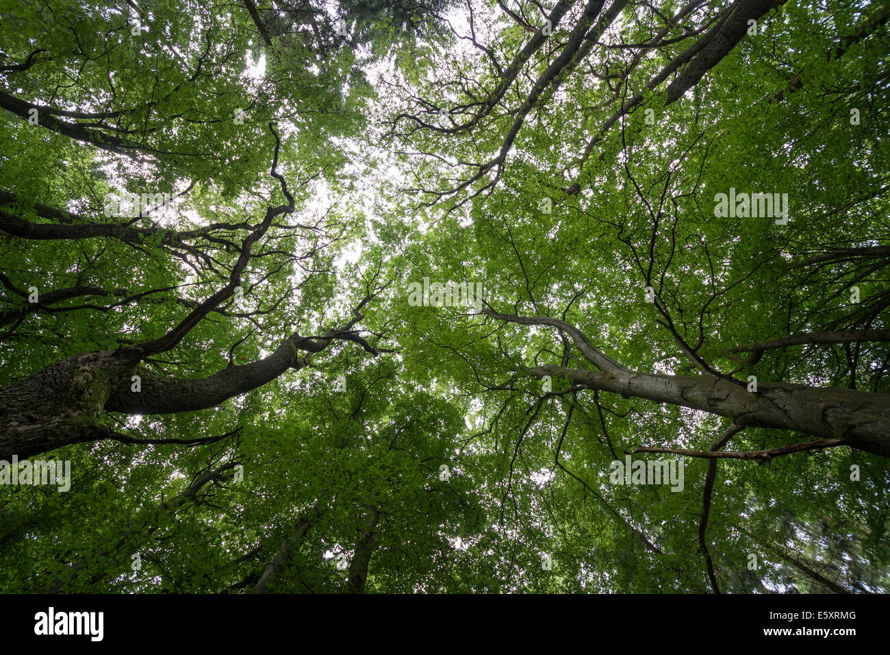 Light streaming through the canopy of a mixed Beech forest (Fagus ...